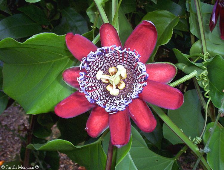 Passiflora alata: fotos Passiflora alata: fotos