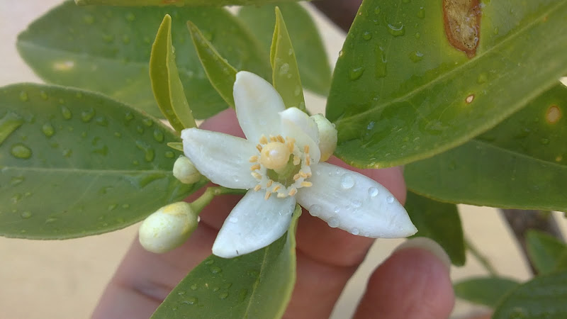Foto de la primera flor de azahar de la temporada