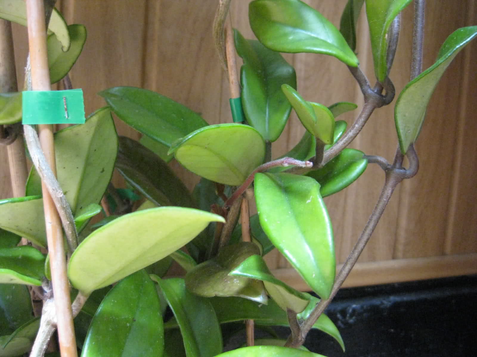 Identificar nombre de esta Hoya y cómo cuidarla Identificar nombre de esta Hoya y cómo cuidarla