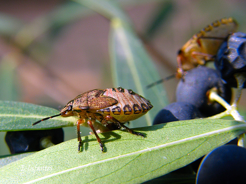 Dos bichitos para identificar