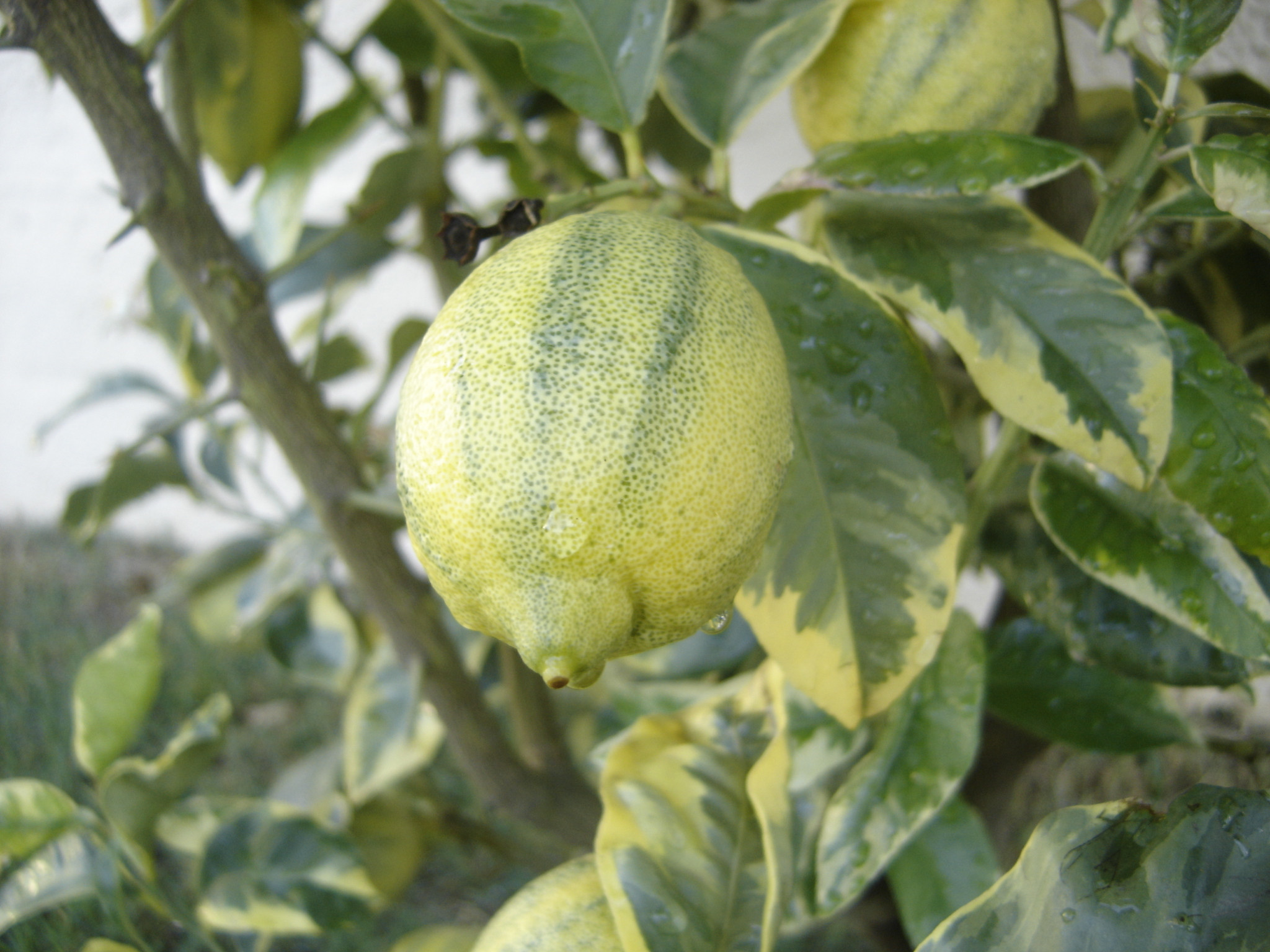 Presento mi limonero variegado o calamondín variegado (Citrus limon ...
