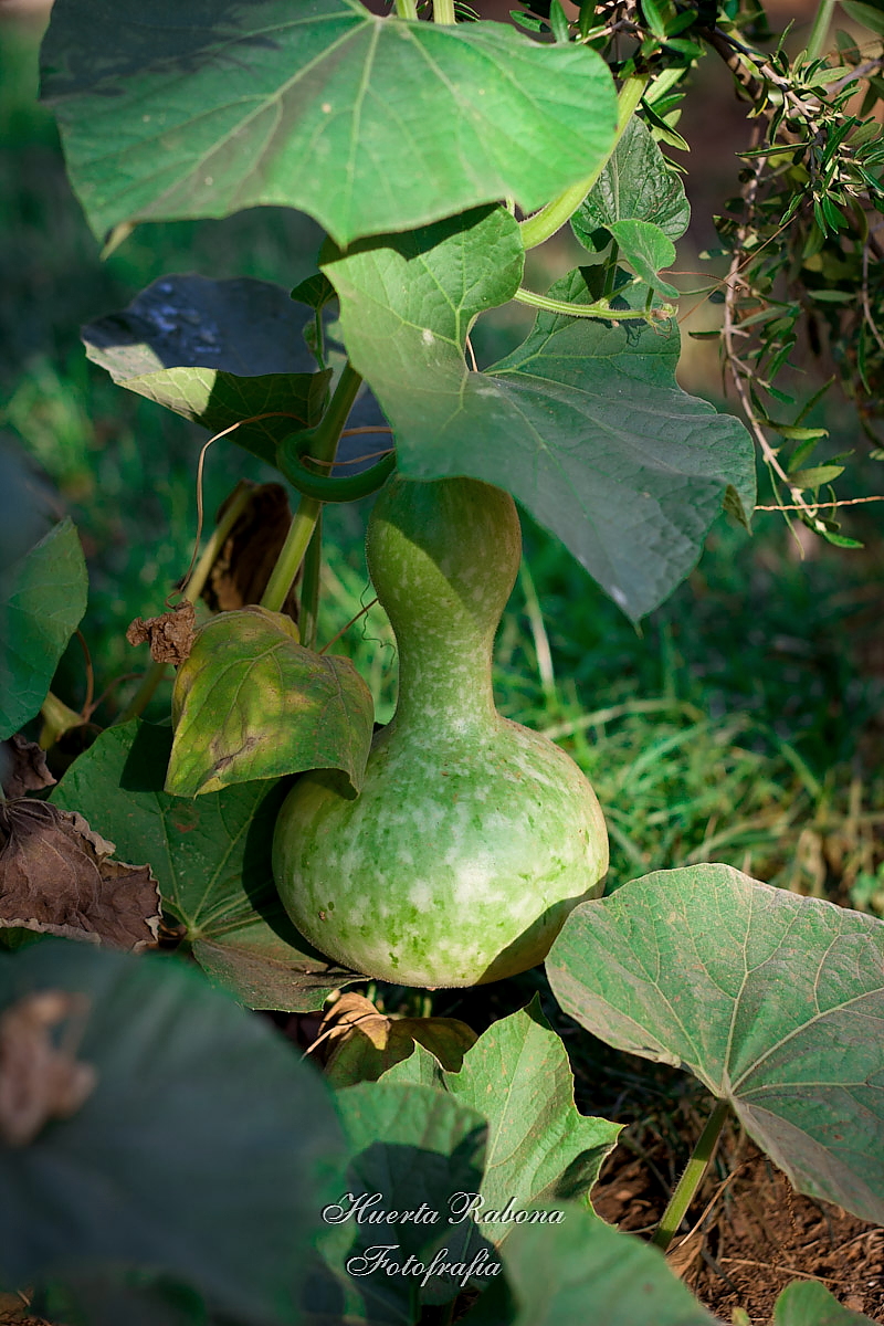 Lagenaria siceraria (calabaza del peregrino o porongo). (Fotos)