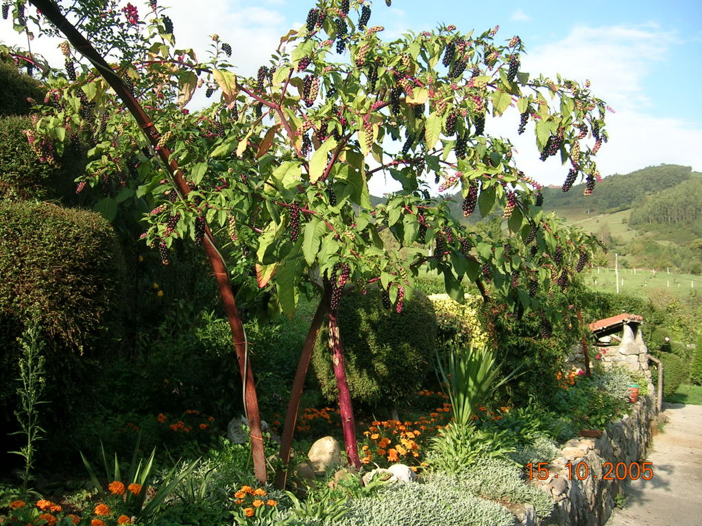Phytolacca Americana Hierba Carmín Fotos De árbol De Corteza Rosa O Roja
