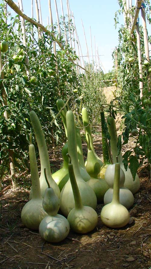 Calabazas del peregrino o porongo (Lagenaria siceraria) | Página 23