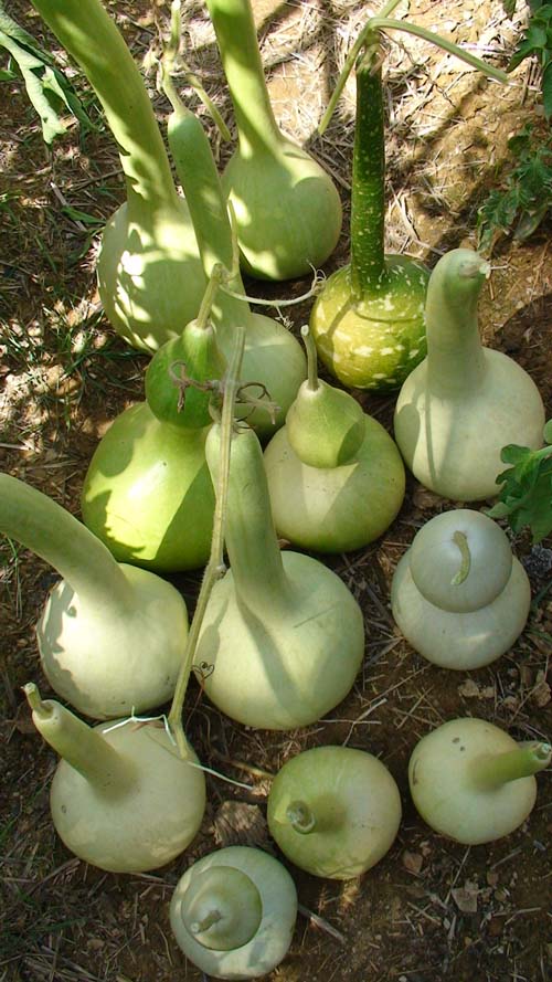 Calabazas del peregrino o porongo (Lagenaria siceraria) | Página 23