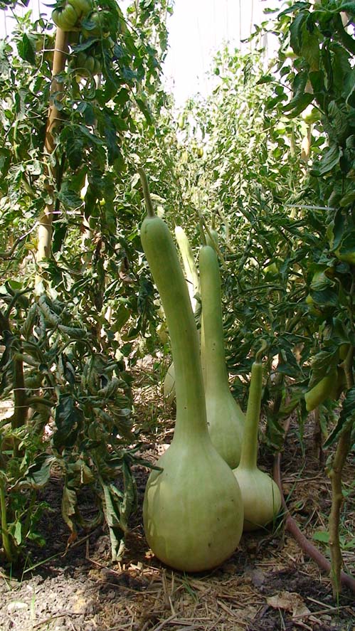 Calabazas del peregrino o porongo (Lagenaria siceraria) | Página 23