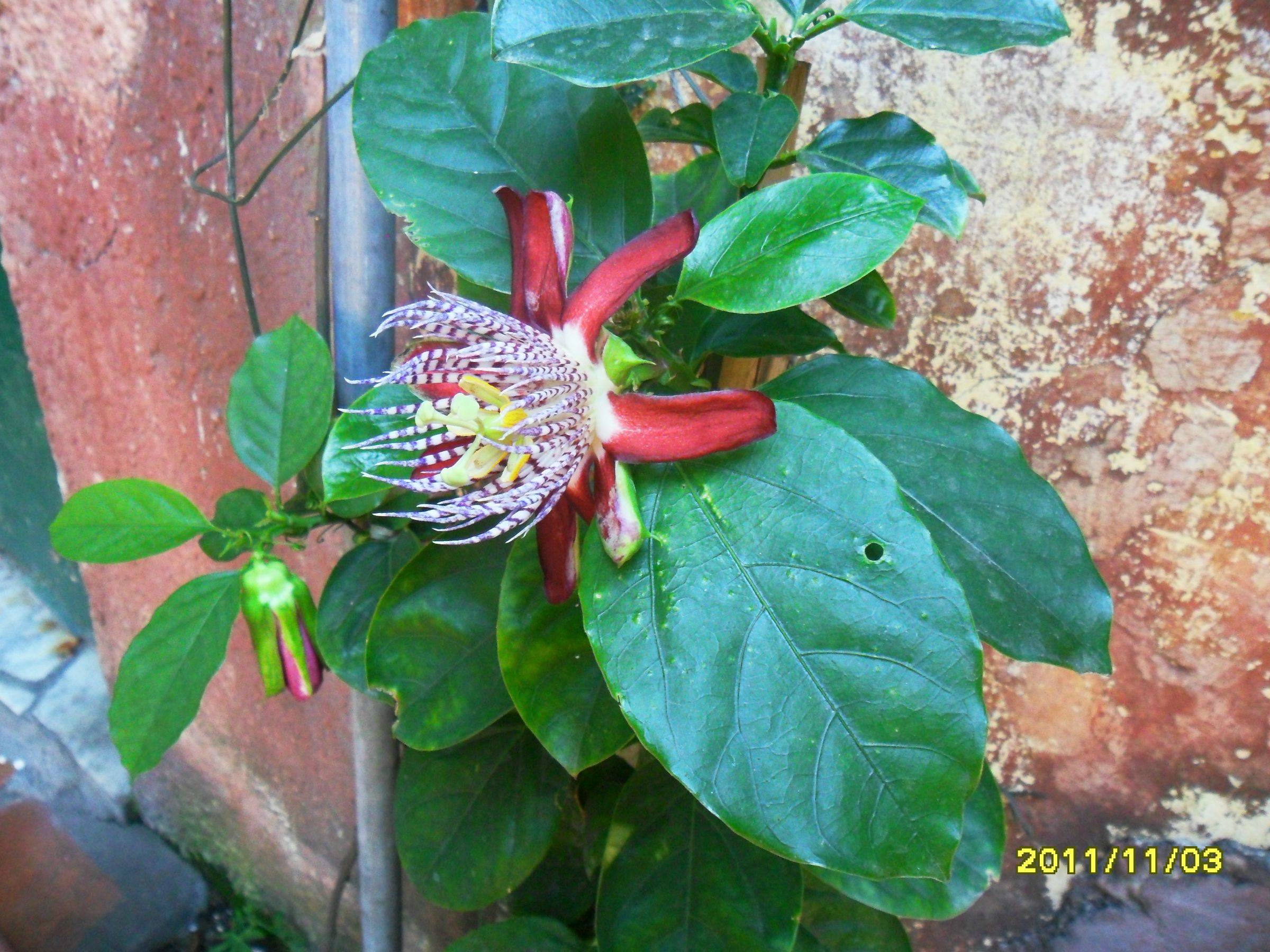 Passiflora alata en flor: fotos Passiflora alata en flor: fotos