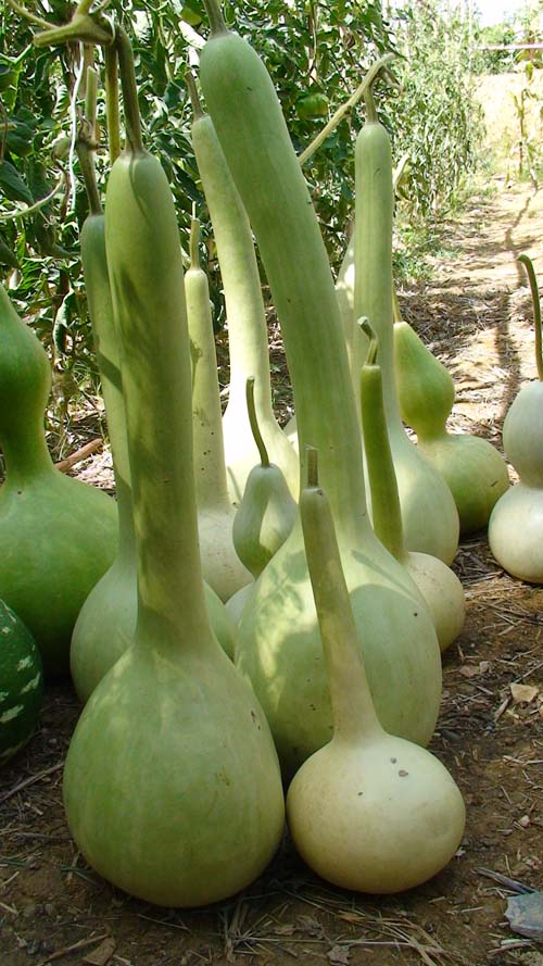 Calabazas del peregrino o porongo (Lagenaria siceraria) | Página 23